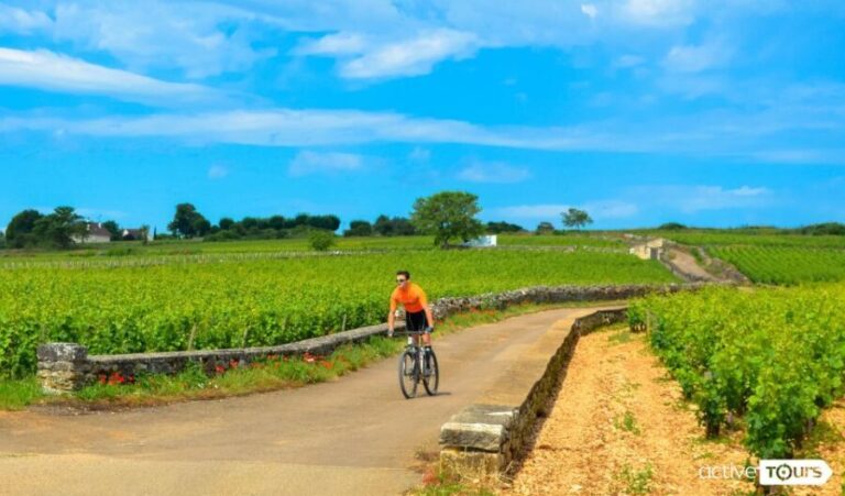 Beaune: Winery Tour by Bike with Wine Tasting - What the Reviews Tell Us