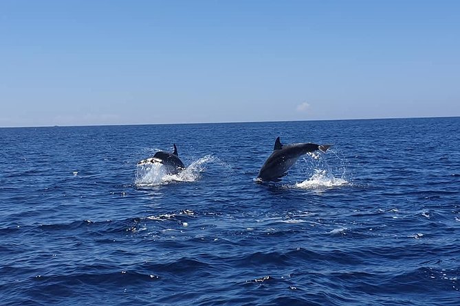 Become a dolphin protector! Lisbon Eco-dolphin watching - Become a dolphin protector! Lisbon Eco-dolphin watching