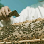 Beekeeping Tour and Honey Tasting Experience in Monferrato - Visiting the Apiary: Up Close and Personal