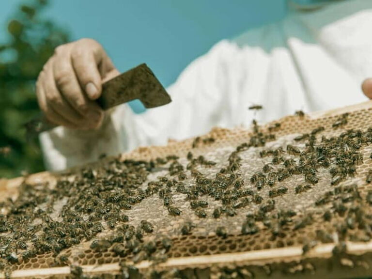 Beekeeping Tour and Honey Tasting Experience in Monferrato - Visiting the Apiary: Up Close and Personal