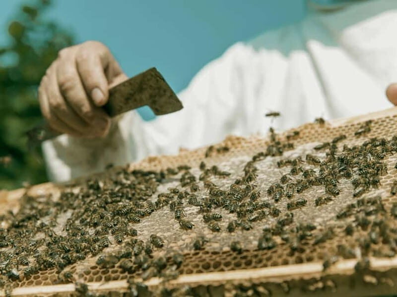 Beekeeping Tour and Honey Tasting Experience in Monferrato - Visiting the Apiary: Up Close and Personal