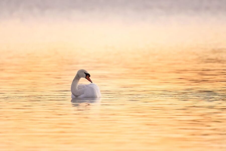 Beginners Wildlife Photography Workshop - Introduction: A Friendly Start to Wildlife Photography