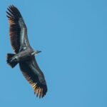 Beli - Griffon Vultures Bird Watching Boat Trip - Why This Experience Offers Real Value