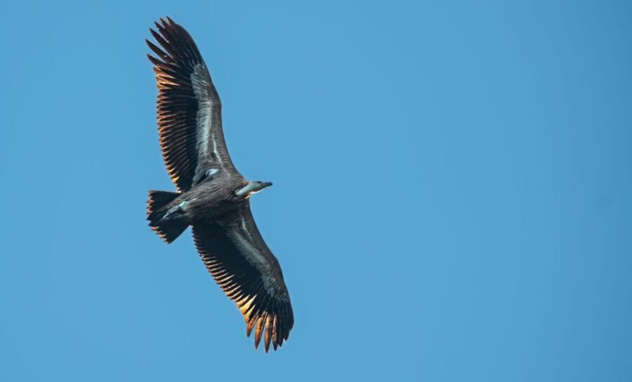 Beli - Griffon Vultures Bird Watching Boat Trip - Why This Experience Offers Real Value