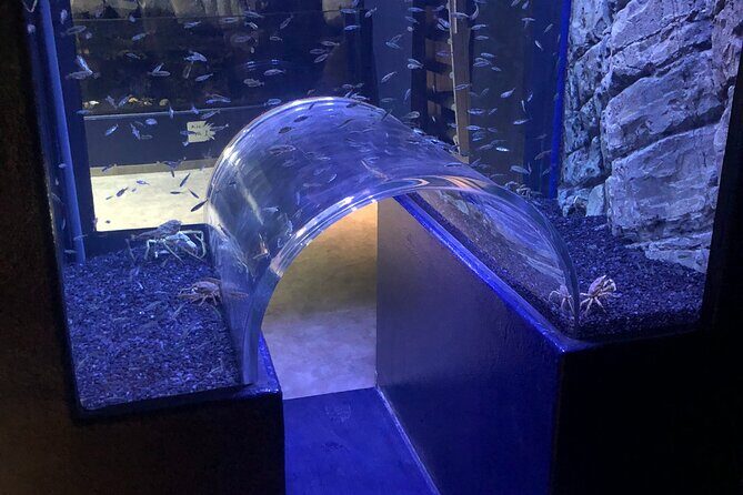 Beluga and Puffin Sanctuary Visitor Centre with Aquarium - Who Will Love This?