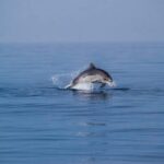 Benalmadena: Dolphin Sighting Boat Tour - The Cruise and Scenic Coastline