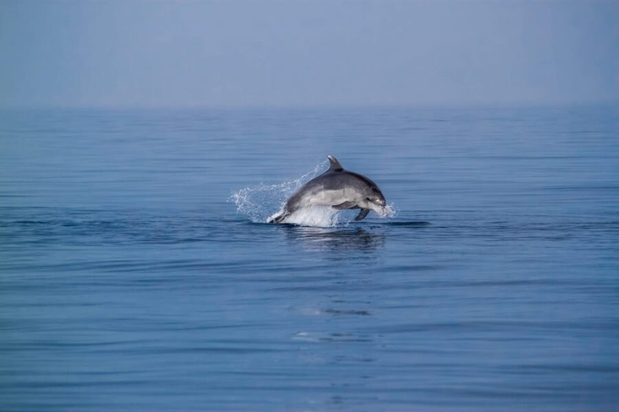Benalmadena: Dolphin Sighting Boat Tour - The Cruise and Scenic Coastline