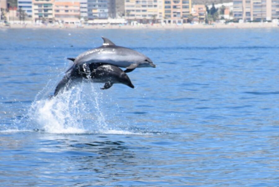 Benalmadena: Dolphin Watching Boat Tour - The Experience in Practice: What Travelers Say
