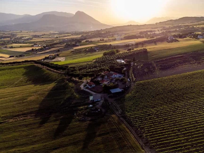 Benevento: picnic among the olive groves of the Sannio and tour of the estate - Why It’s a Great Value