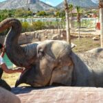 Benidorm: Terra Natura Theme Park 1-Day Tickets - What to Expect at Terra Natura