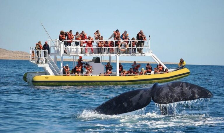 Best Tour to Peninsula Valdes - Breaking Down the Itinerary