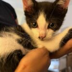 Bilbao: 30-Minute Entry Ticket to a Cat Café - What Does the 30-Minute Session Include?