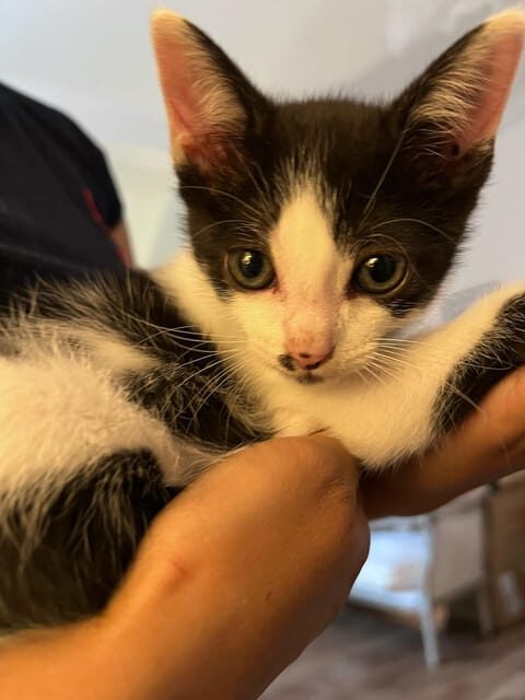Bilbao: 30-Minute Entry Ticket to a Cat Café - What Does the 30-Minute Session Include?