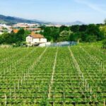 Bilbao: Guided Txacoli Wine Tasting - The Value of the Tour