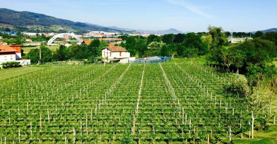 Bilbao: Guided Txacoli Wine Tasting - The Value of the Tour