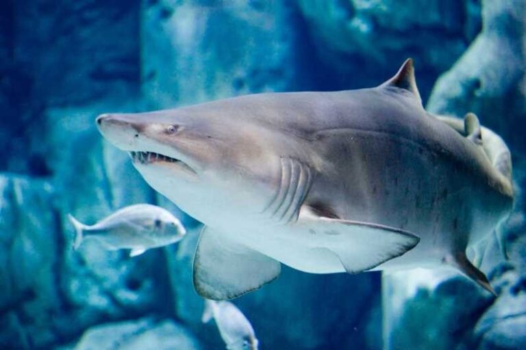 Bioparc Aquarium of Gijon Entry Ticket - The Sum Up: Who Should Visit the Gijón Aquarium?