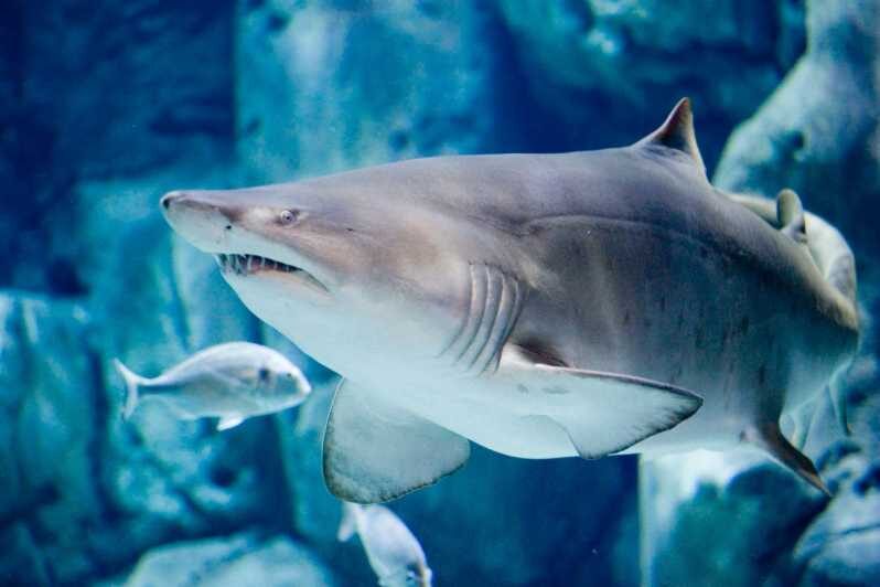 Bioparc Aquarium of Gijon Entry Ticket - The Sum Up: Who Should Visit the Gijón Aquarium?