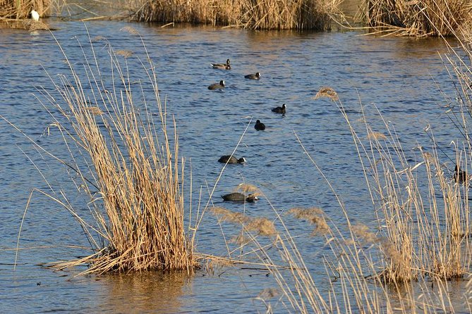 Bird Watching in Albufeira Lagoon - Bird Watching in Albufeira Lagoon: A Natural Escape Near Lisbon