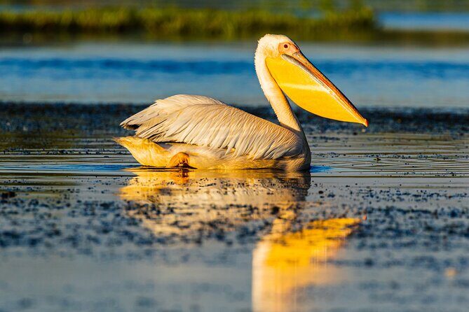 Bird watching in Danube Delta - Private day tour from Bucharest - Practical Details and Tips