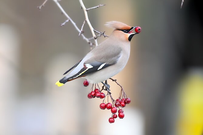 Bird Watching Private Tour in Copenhagen - Key Points