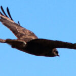 Bird Watching The Raptors - Who Should Skip This Tour?