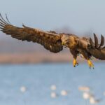 BIRDWATCH - Premium guided canoe tour at Cape Vente, Nemunas Delta Regional Park - The Sum Up