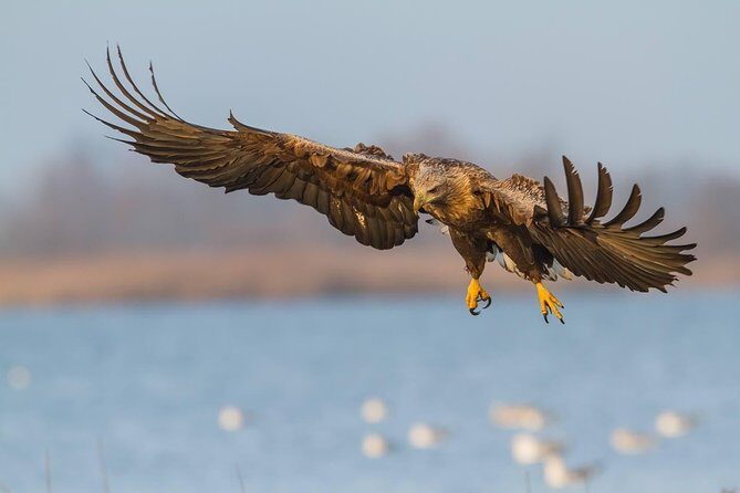 BIRDWATCH - Premium guided canoe tour at Cape Vente, Nemunas Delta Regional Park - The Sum Up