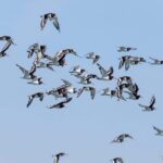 Birdwatching Boat Tour in the Tagus Estuary - Key Points