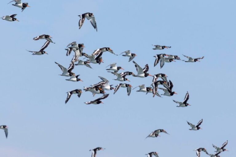 Birdwatching Boat Tour in the Tagus Estuary - Key Points
