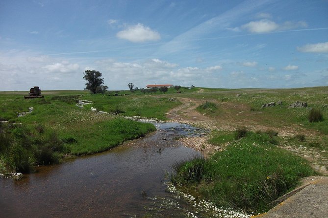 Birdwatching day around Castro Verde - Key Points