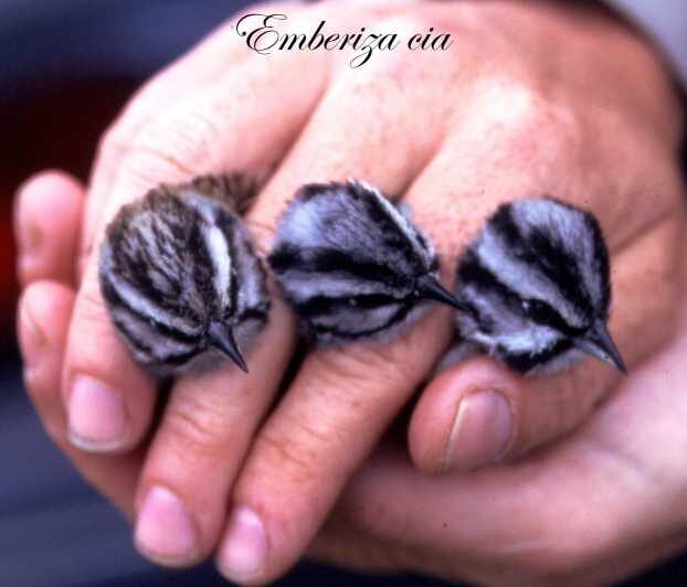 BIRDWATCHING IN AOSTAS VALLEY - What to Expect on This Birdwatching Day Tour