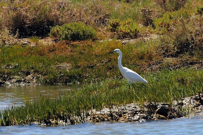 Birdwatching in Ria Formosa - Eco Boat Tour from Faro - A Detailed Look at the Eco Boat Tour Experience