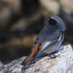 Birdwatching in Ronda and Grazalema - What We Loved About the Experience