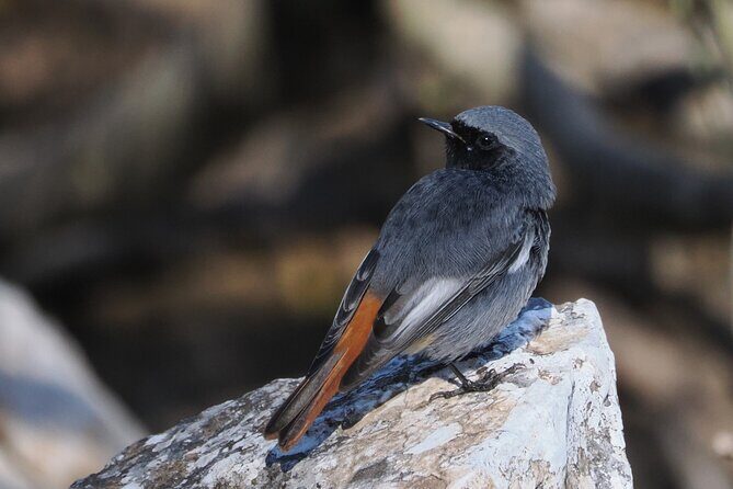 Birdwatching in Ronda and Grazalema - What We Loved About the Experience