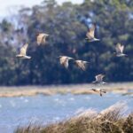 Birdwatching Solar Boat Tour Aveiro Lagon - The Itinerary in Detail