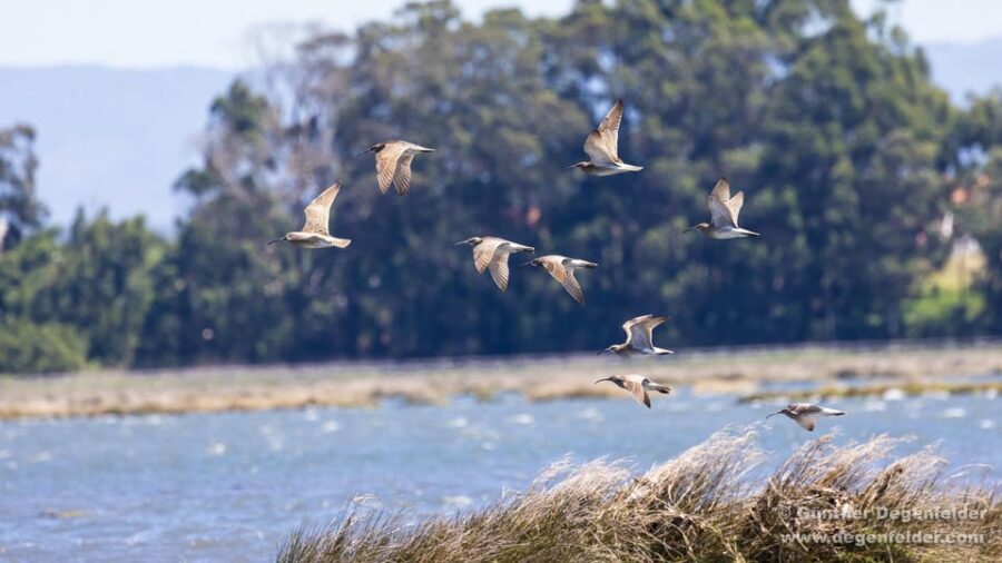 Birdwatching Solar Boat Tour Aveiro Lagon - The Itinerary in Detail