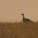 Birdwatching tour in Mértola and Castro Verde region - The Traditional Lunch Experience