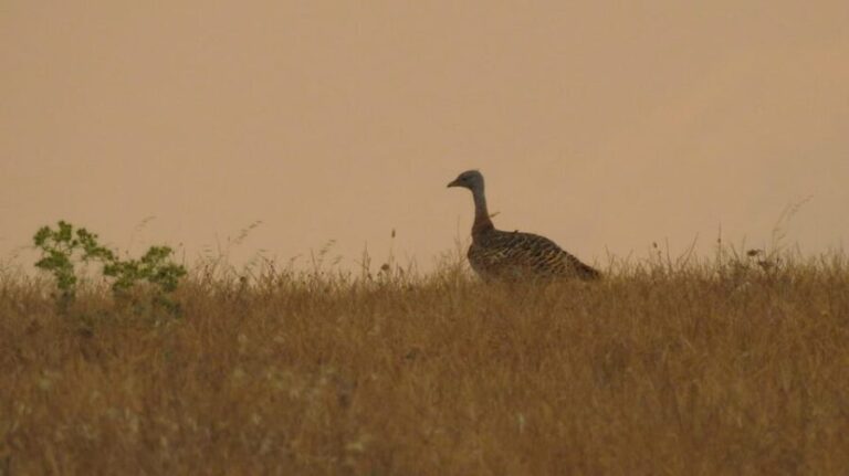 Birdwatching tour in Mértola and Castro Verde region - The Traditional Lunch Experience