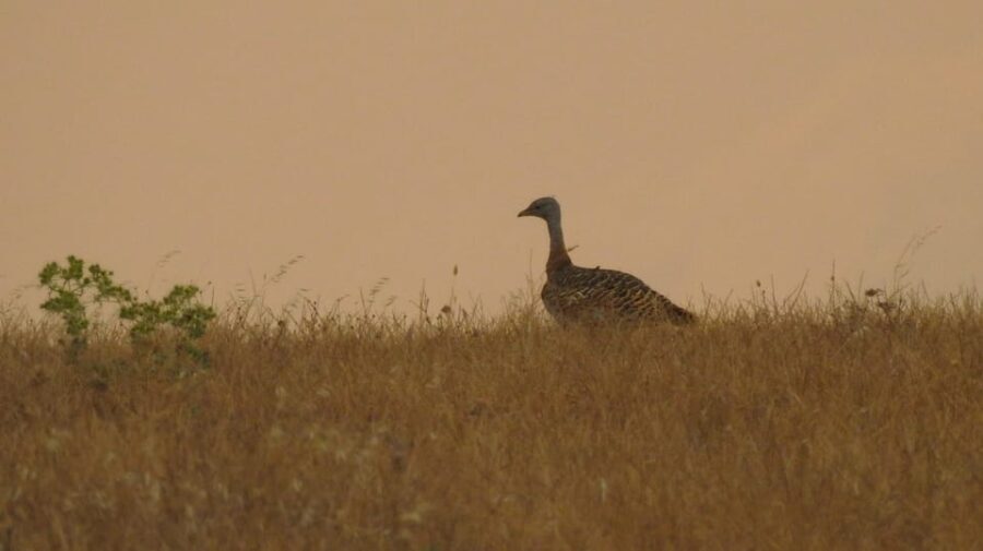 Birdwatching tour in Mértola and Castro Verde region - The Traditional Lunch Experience