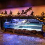 Birmingham: National Sea Life Centre Entrance Ticket - What to Expect from Your Visit