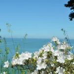Black Sea: Magnetic Beach and Batumi Botanical Garden Tour - Cultural & Historical Highlights