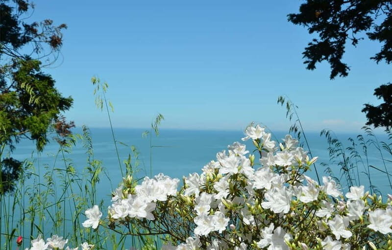 Black Sea: Magnetic Beach and Batumi Botanical Garden Tour - Cultural & Historical Highlights