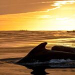 Bleik: Whale Watching by Speedboat with Puffins and Muffins - The Itinerary: What It’s Like on the Water