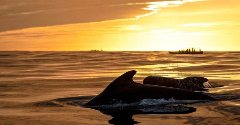 Bleik: Whale Watching by Speedboat with Puffins and Muffins - The Itinerary: What It’s Like on the Water