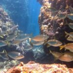Boat Tour Taormina Sea Experience - Is It Worth the Price?