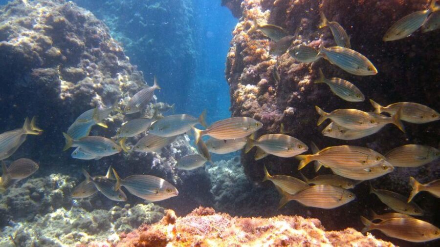Boat Tour Taormina Sea Experience - Is It Worth the Price?