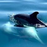 Boat Trip for Dolphin Watching along the Arrabida Coast and Sesimbra - Who Will Love This Experience?