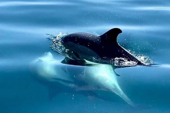 Boat Trip for Dolphin Watching along the Arrabida Coast and Sesimbra - Who Will Love This Experience?