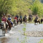 Bodrum Horse Riding Experience w/ Hotel Transfer Service - The Sum Up: Who Will Love This Experience?