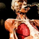 Body Worlds Amsterdam: The Happiness Project Ticket - Authentic Insights From Visitors